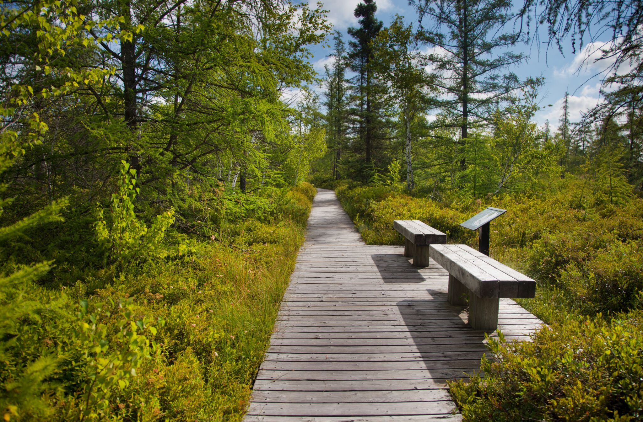 Mer Bleue Bog Trail | National Capital Commission