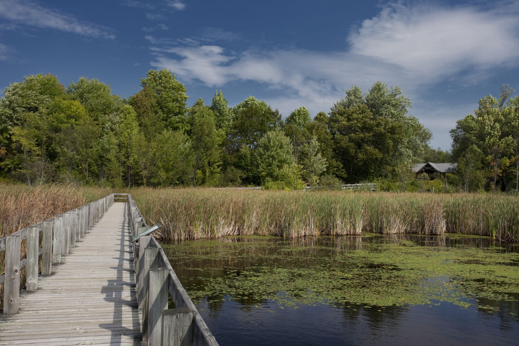 Mer Bleue Bog Trail | National Capital Commission
