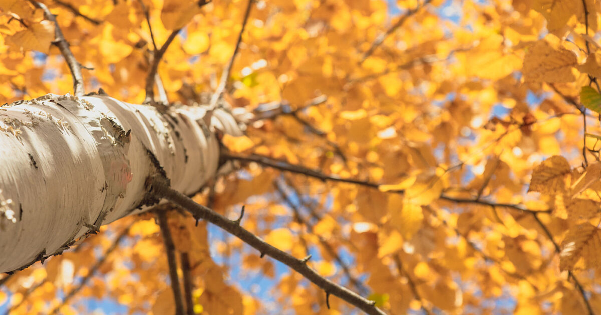 The Science of Fall Colours and How to… | National Capital Commission