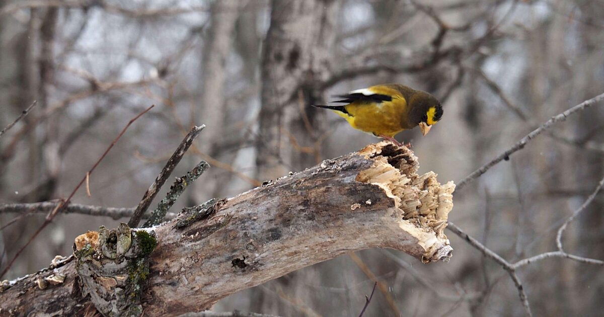 Birdwatching in Ottawa-Gatineau | National Capital Commission
