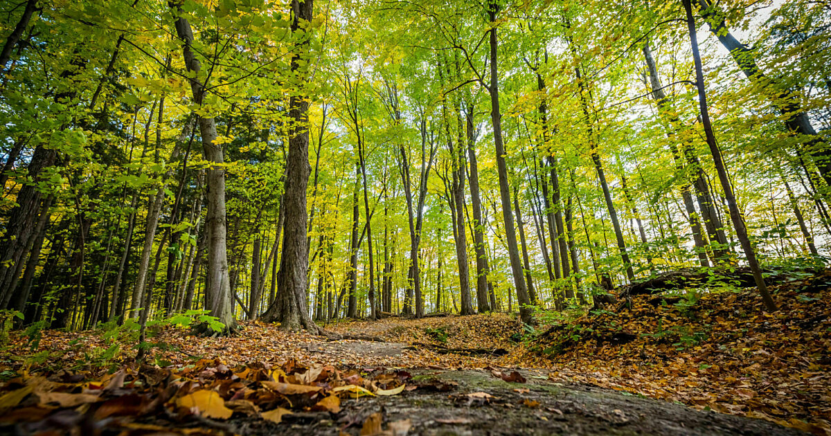 Pine Grove - National Capital Commission