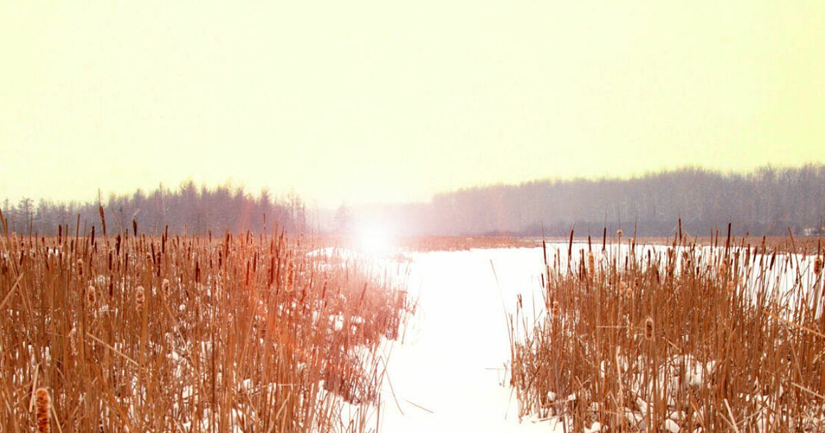 Mer Bleue - National Capital Commission