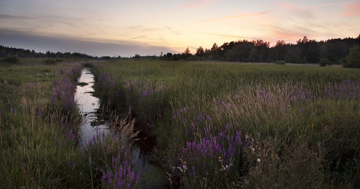 Mer Bleue through the years | National Capital Commission