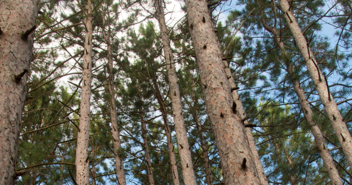 Pine Grove - National Capital Commission