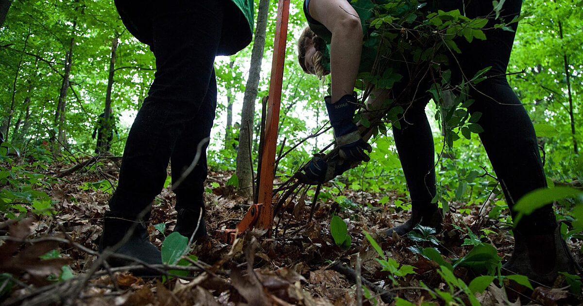 Management of invasive alien plants | National Capital Commission