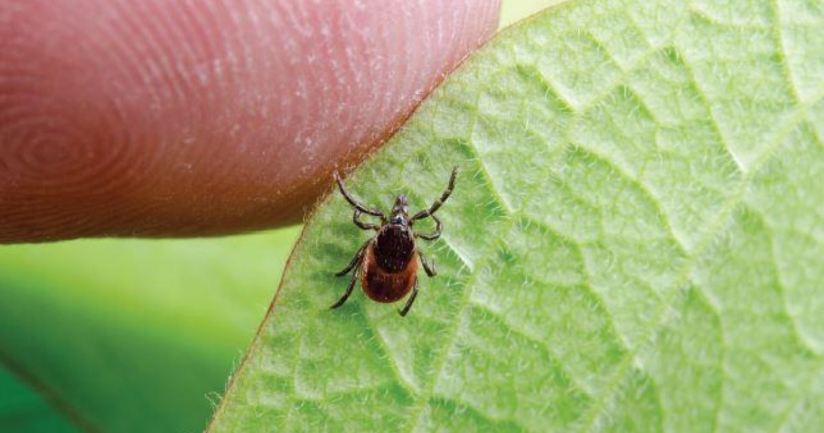 Ticks: How to enjoy the outdoors safely | National Capital Commission